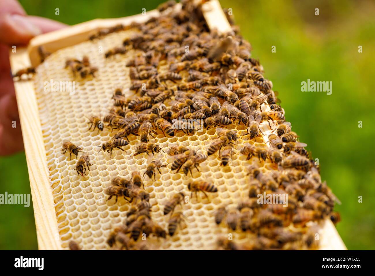Beekeeper collects honey. Bees in the hive, ecological breeding in a ...