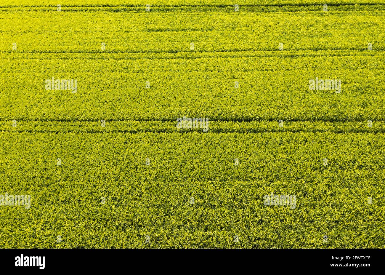Green field in rural area. Landscape of agricultural cereal fields ...