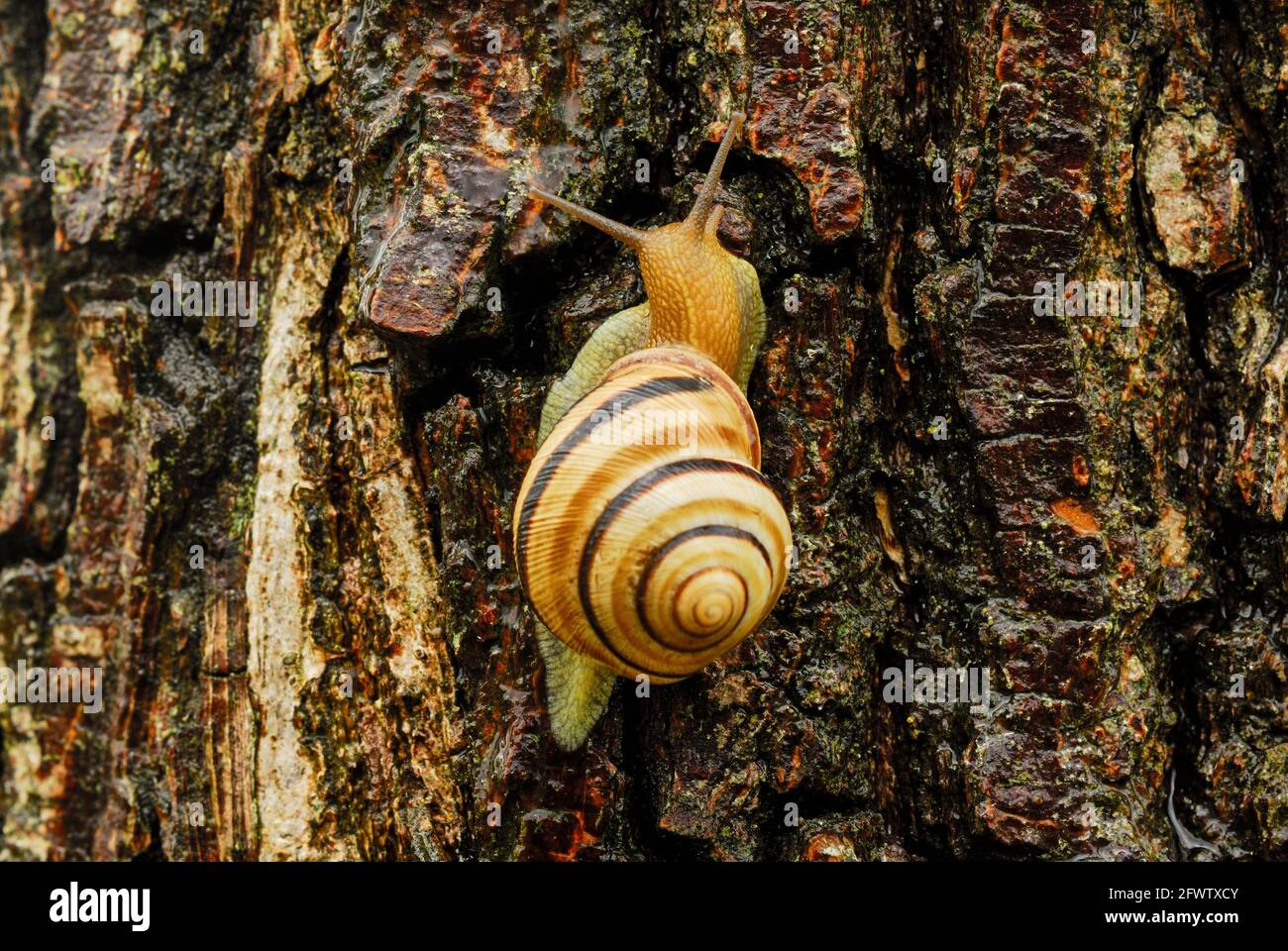 White lipped snail on a wet tree trunk after rain. In slow motion. With ...