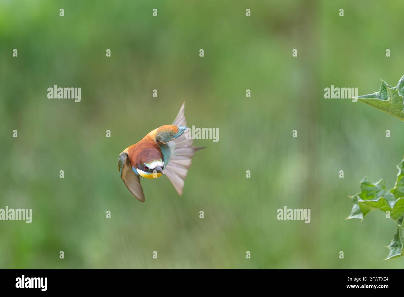 European bee eater bird flying Merops apiaster in flight Stock Photo ...