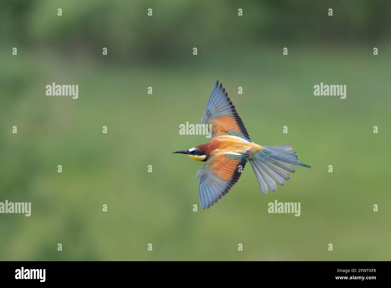Colorful bee eater in flight Merops apiaster flying Stock Photo - Alamy