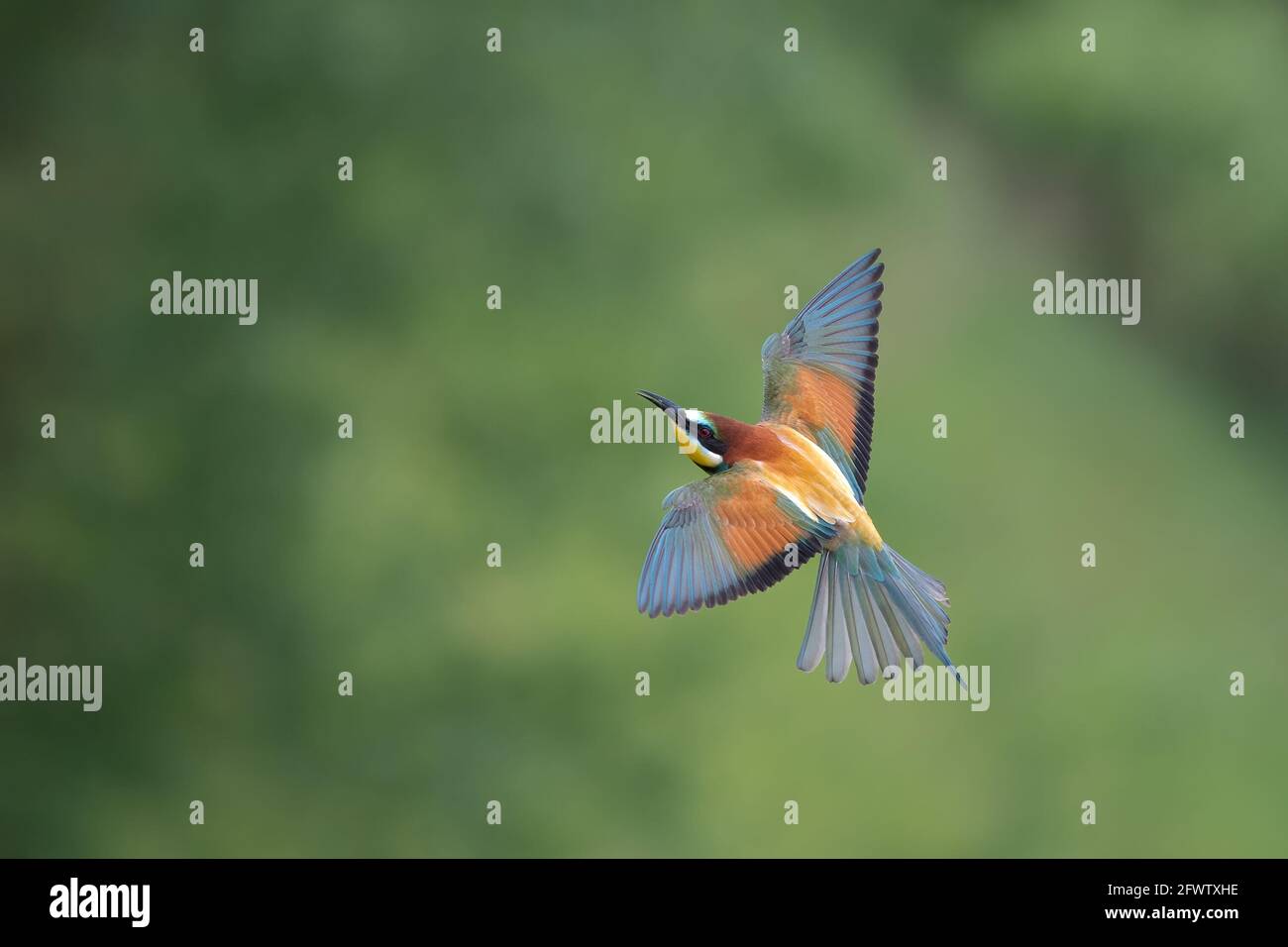 Colorful bee eater in flight Merops apiaster flying Stock Photo - Alamy