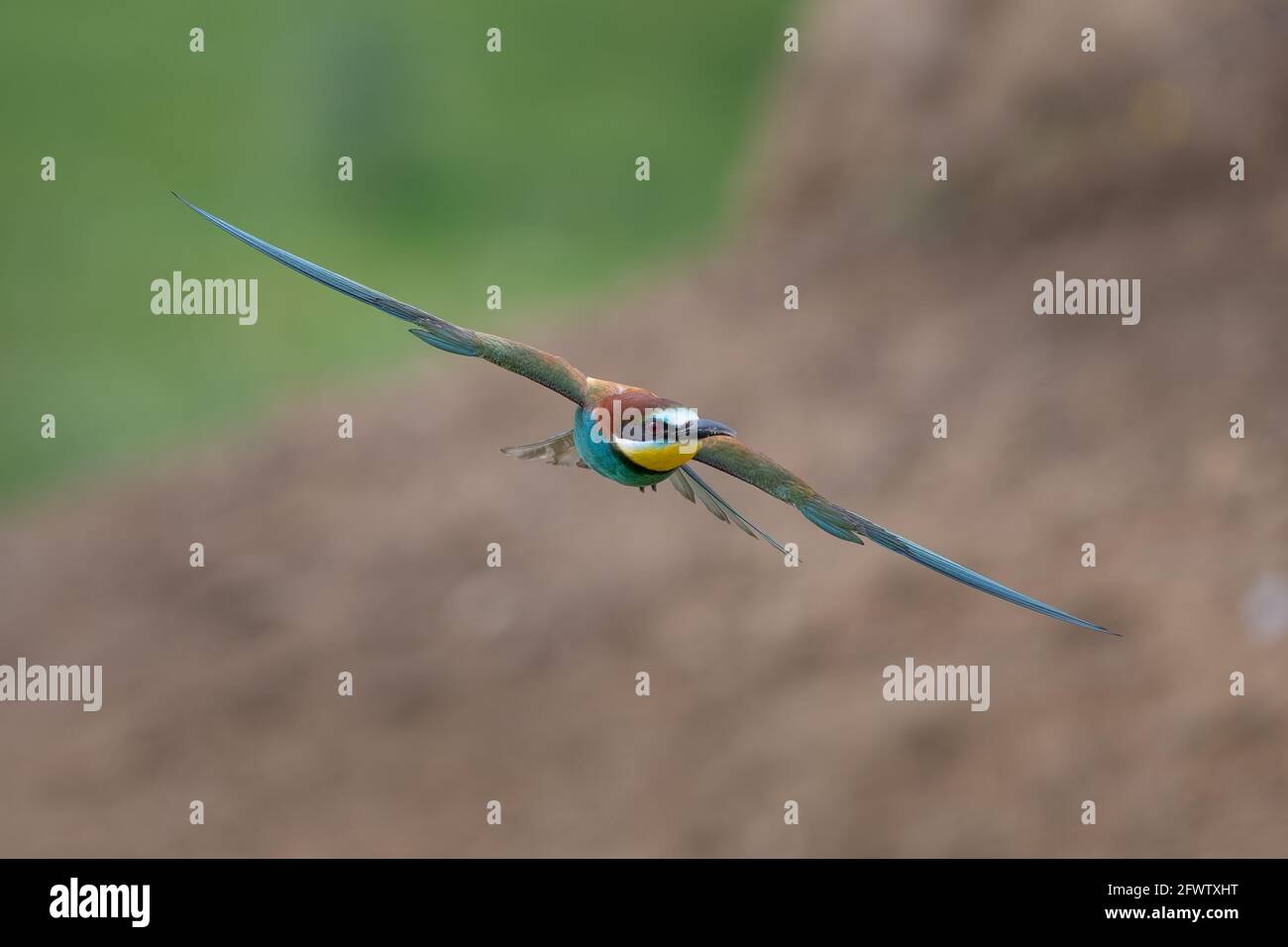 Colorful bee eater in flight Merops apiaster flying Stock Photo - Alamy