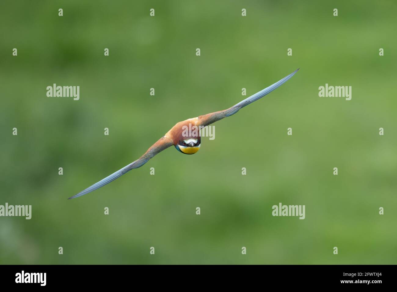 Colorful bee eater in flight Merops apiaster flying Stock Photo - Alamy