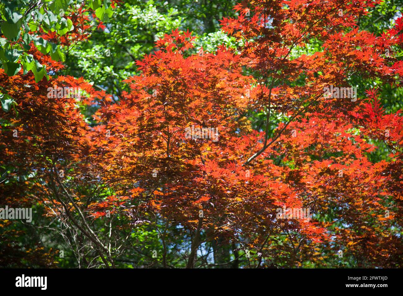 Colorful fall leaves Stock Photo - Alamy