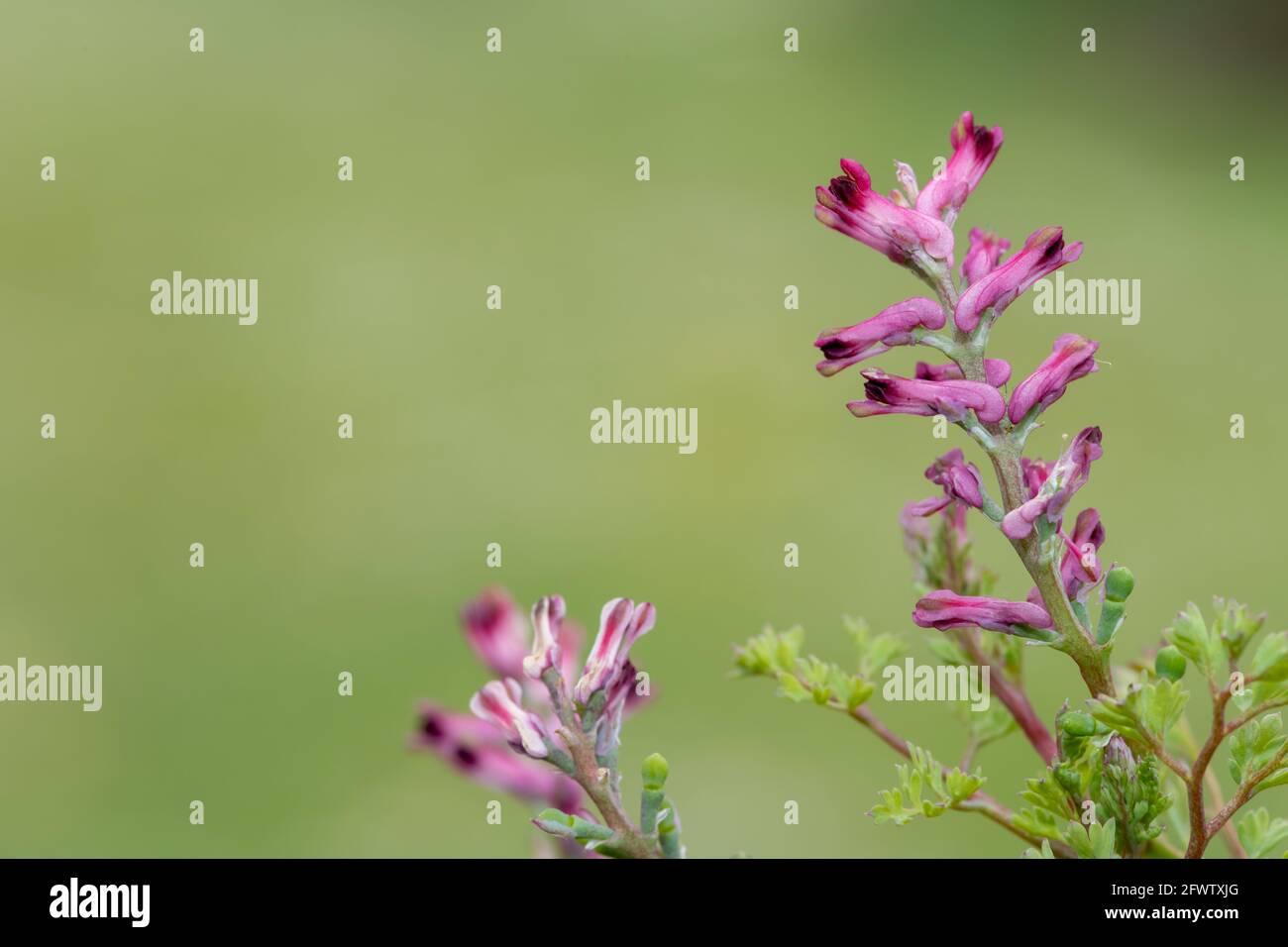Macro shot of flowers on a common fumitory (fumaria officinalis) plant ...