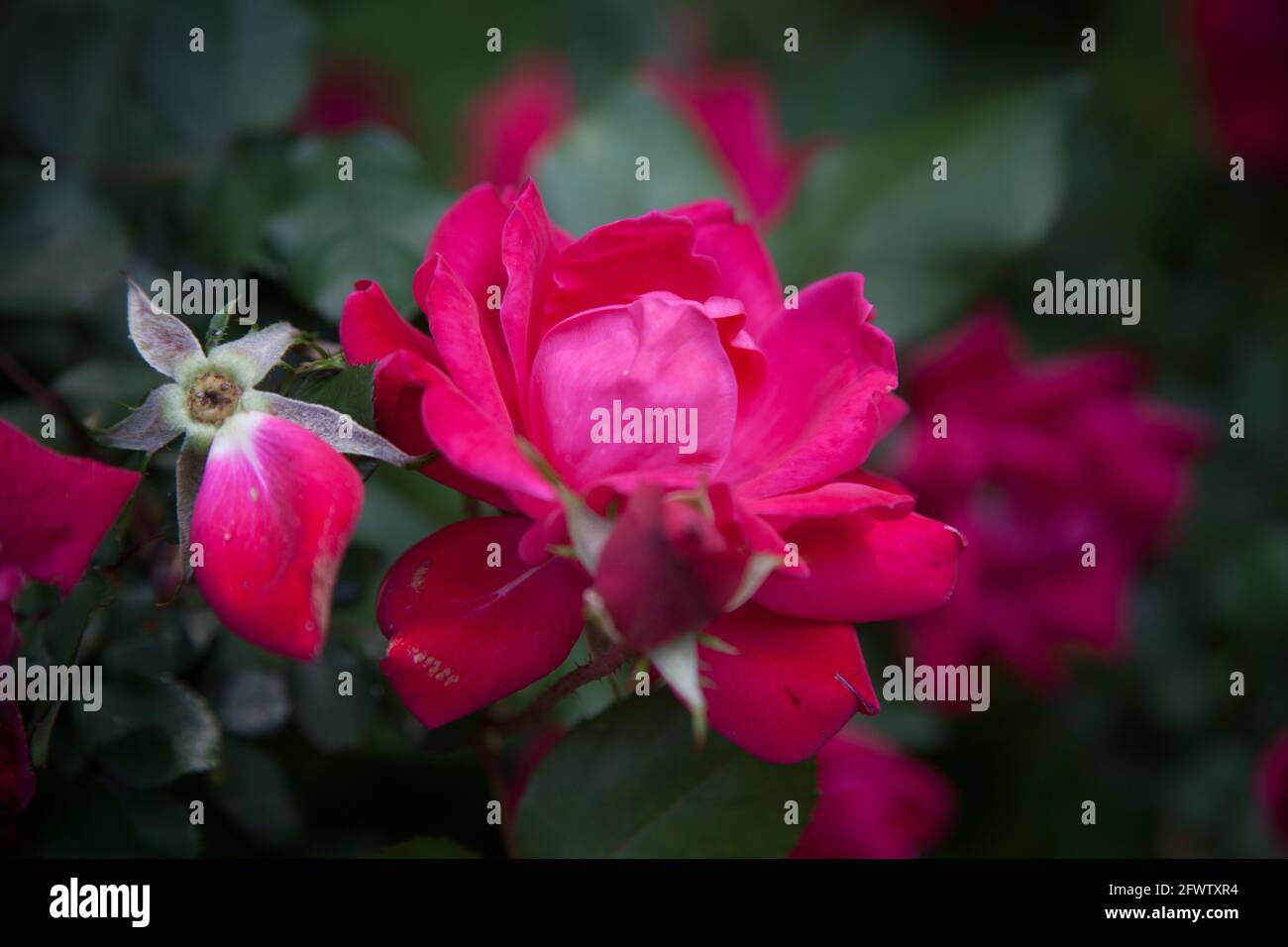 Romantic red rose Stock Photo - Alamy