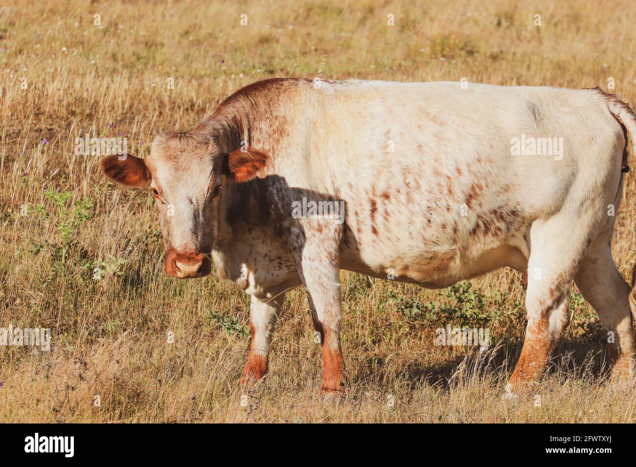 single cow on a meadow Stock Photo - Alamy