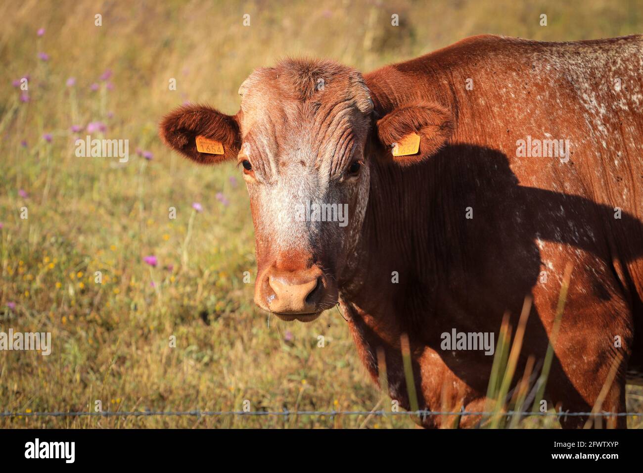 single cow on a meadow Stock Photo - Alamy