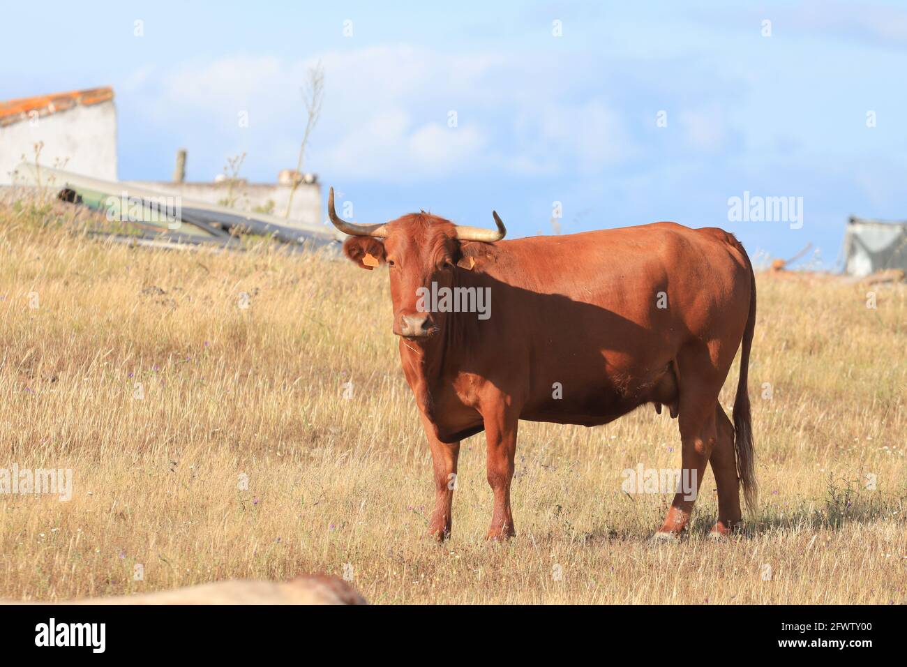 single cow on a meadow Stock Photo - Alamy