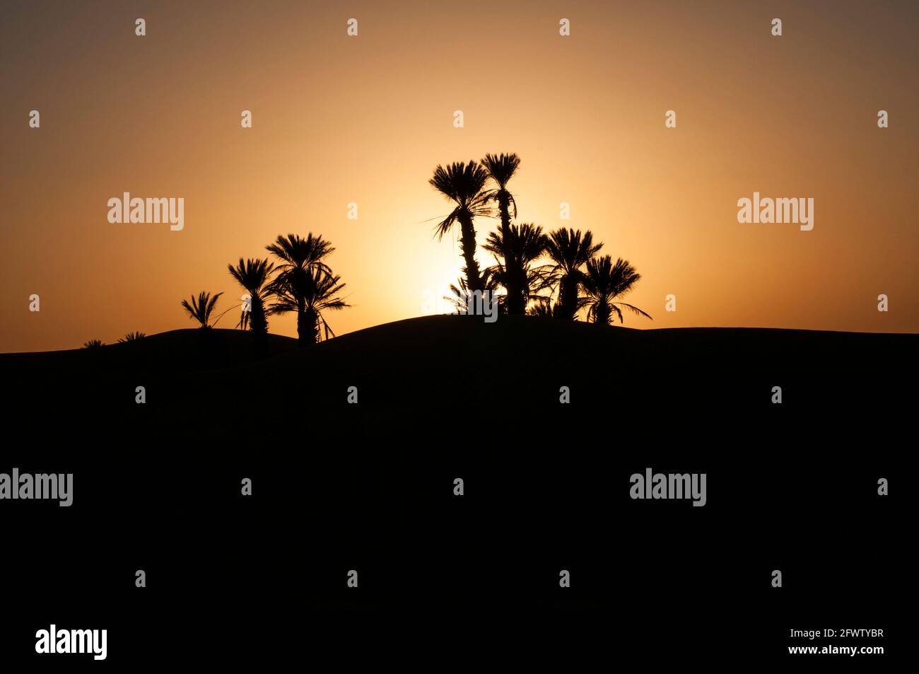 Sunset with palm trees in backlight in the Sahara, Morocco, Africa ...