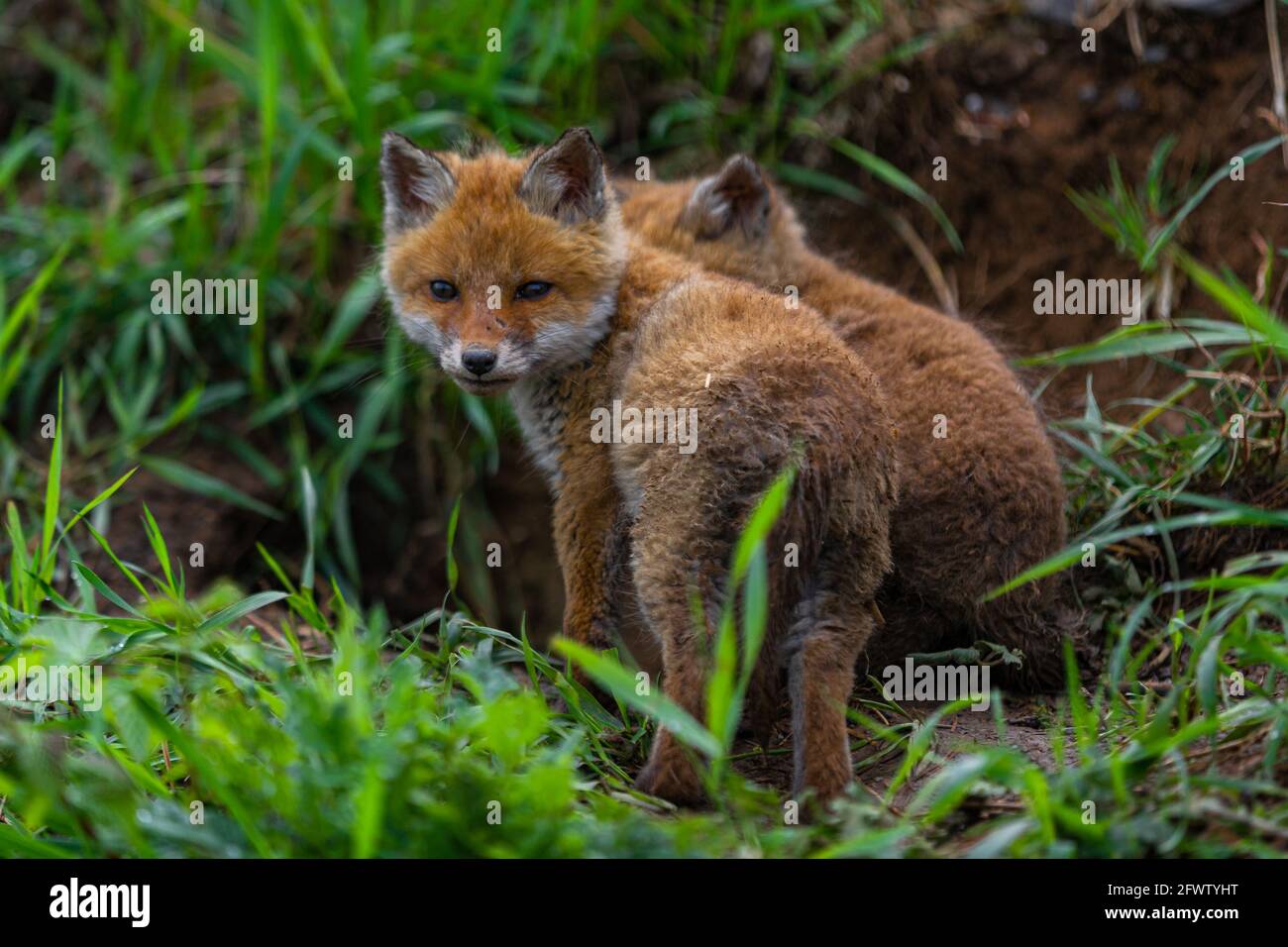 Biggest Fox In The World