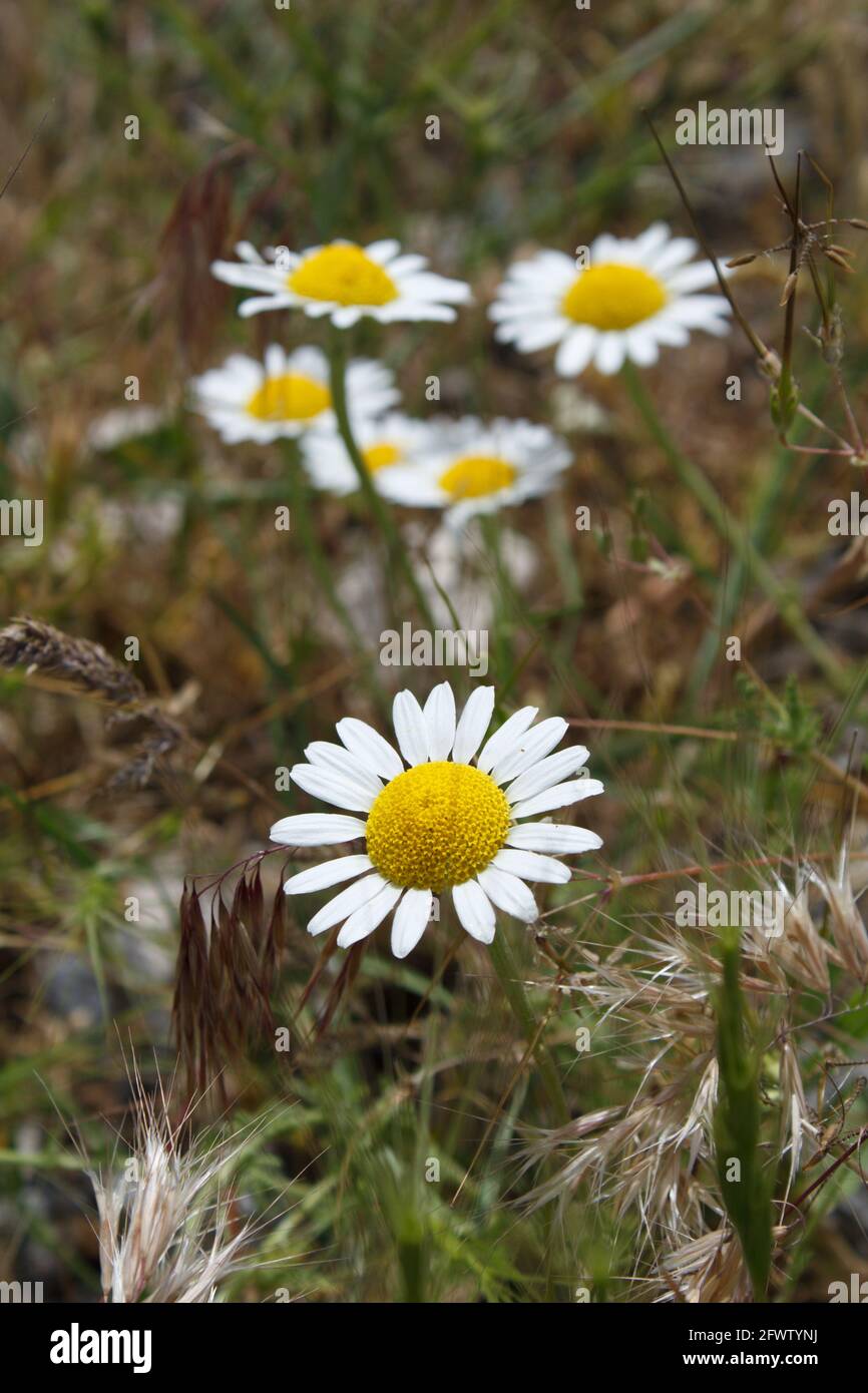 Beautiful daisies and sunlight. Nature background. Summer time. Daisy ...