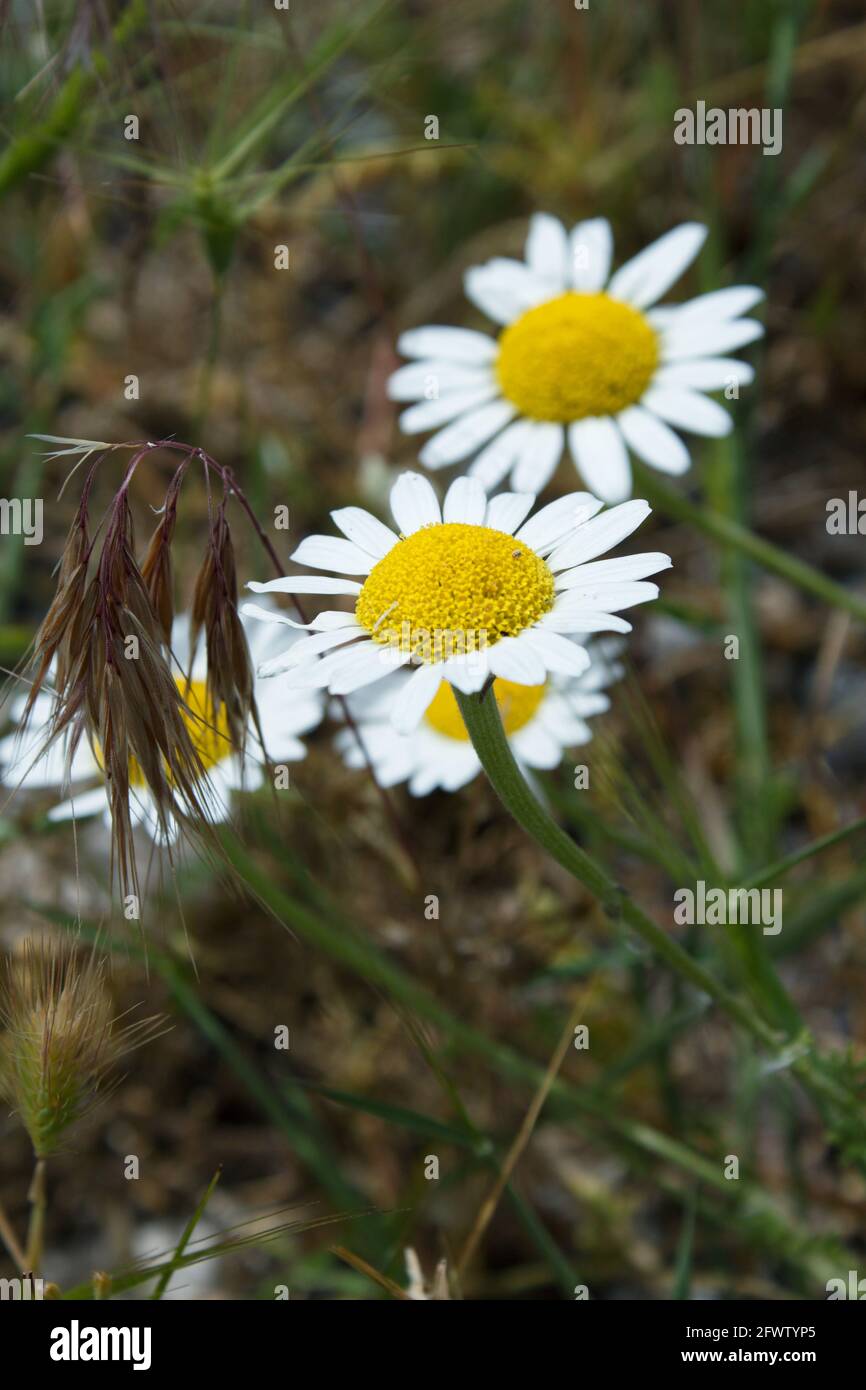 Beautiful daisies and sunlight. Nature background. Summer time. Daisy ...