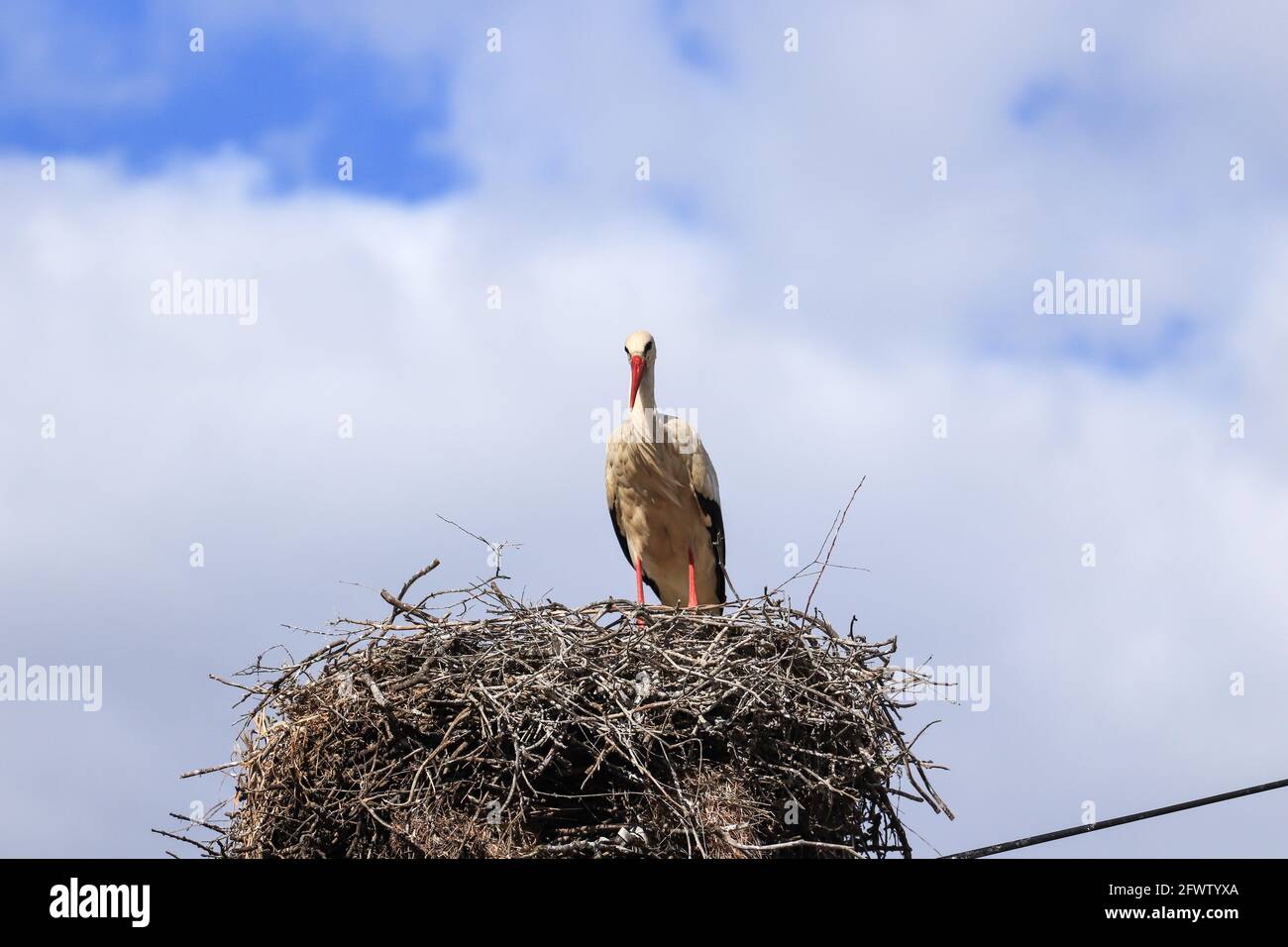 Baby stork symbol hi-res stock photography and images - Alamy