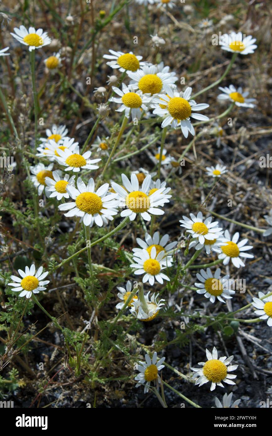 Beautiful daisies and sunlight. Nature background. Summer time. Daisy ...