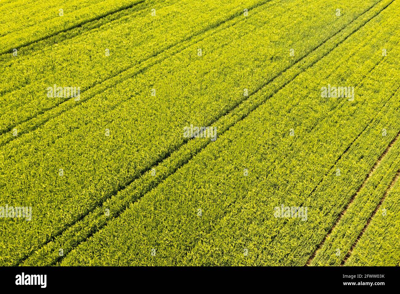 Green field in rural area. Landscape of agricultural cereal fields ...