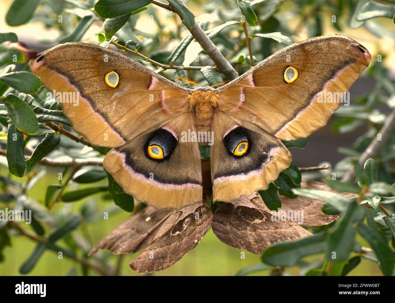 Moth images hi-res stock photography and images - Alamy