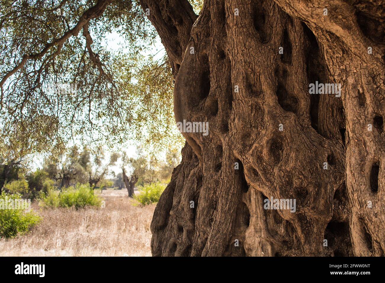 View of 1800 years old Aegean olive tree in Sigacik / Seferihisar ...