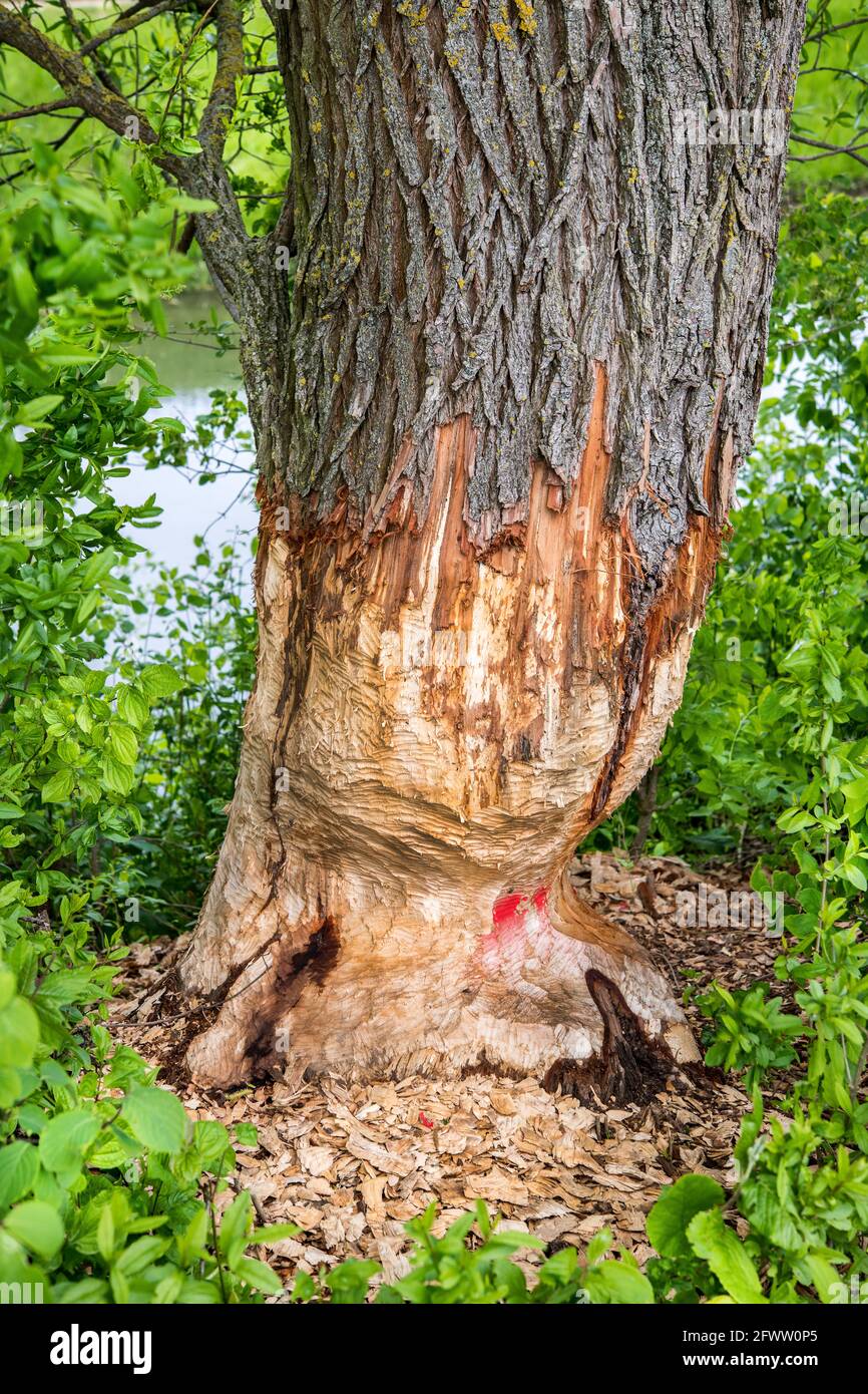 The beaver did a great job and gnawed an old willow tree Stock Photo ...