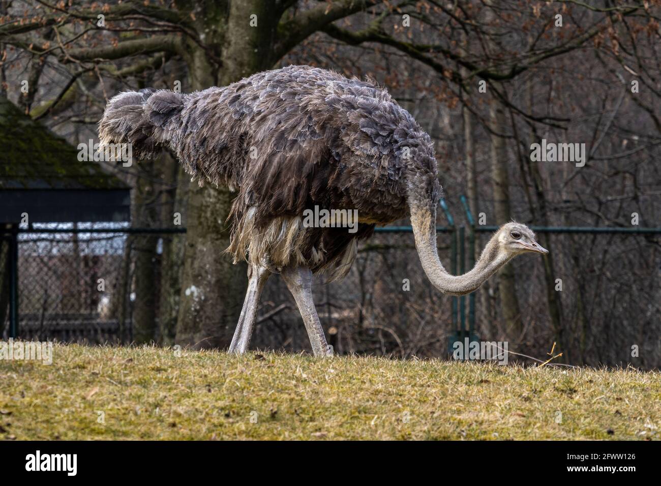 The common ostrich, Struthio camelus, or simply ostrich, is a species ...
