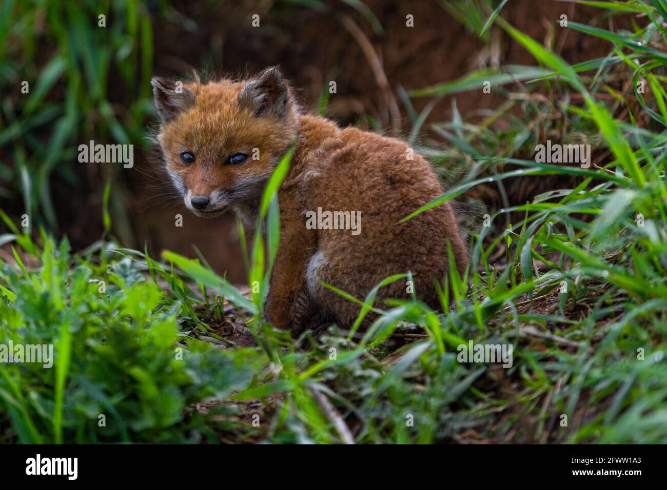 young fox (vulpes vulpes) of a few weeks old discovering the world and ...