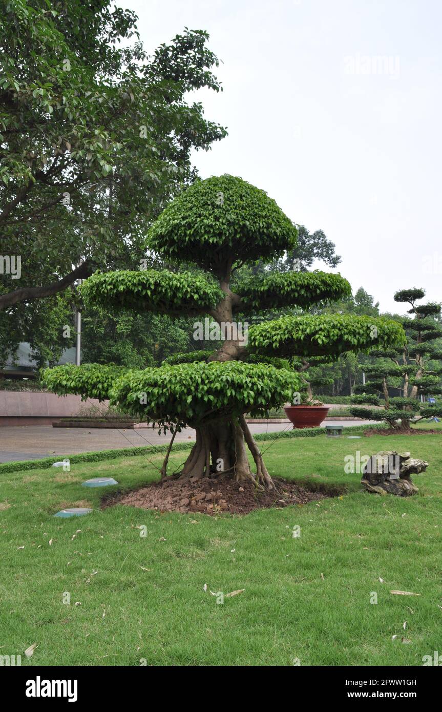 Big bonsai tree in a park in Vietnam Stock Photo - Alamy