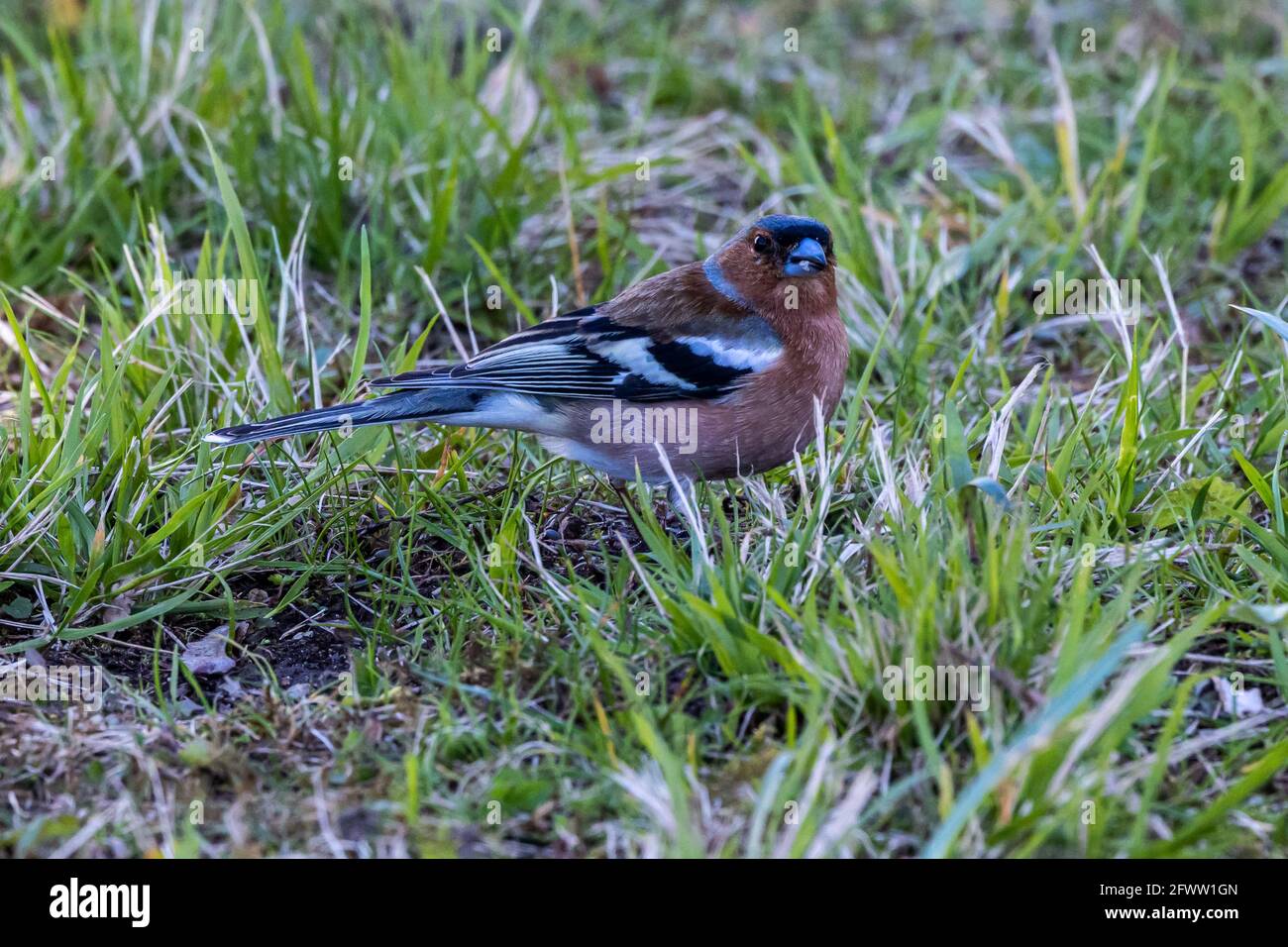 The common chaffinch or simply the chaffinch, Fringilla coelebs is a ...
