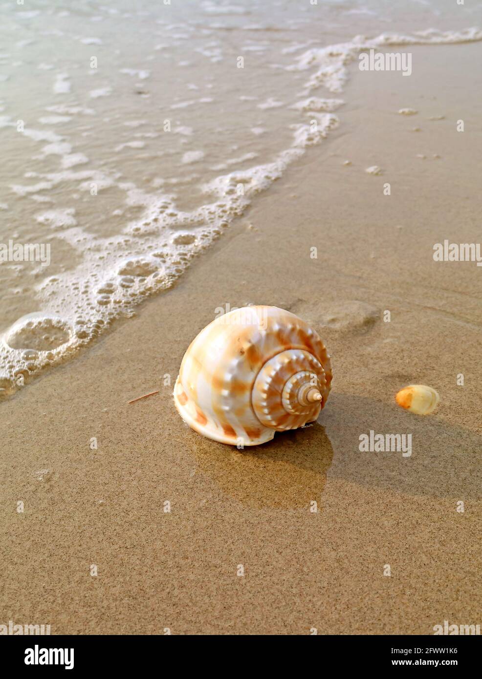Closeup a Natural Scotch Bonnet Sea Shell Isolated on Wet Sand Beach in ...