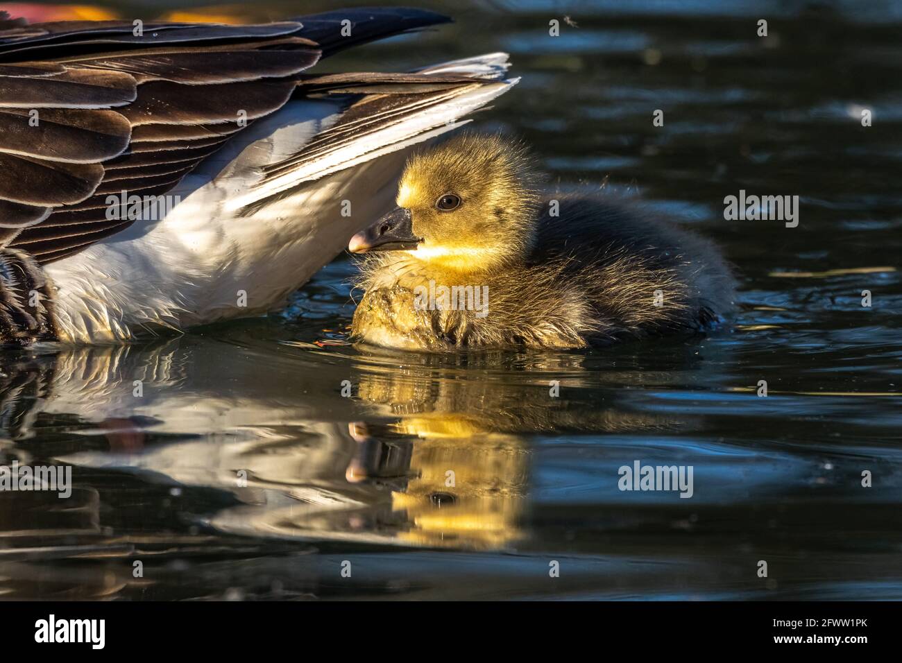 Close up of a beautiful yellow fluffy greylag goose baby gosling in ...