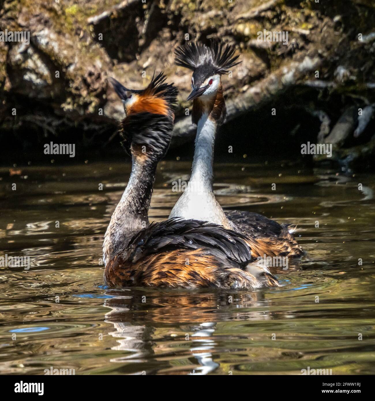 Great Crested Grebe, Podiceps cristatus with beautiful orange colors, a ...