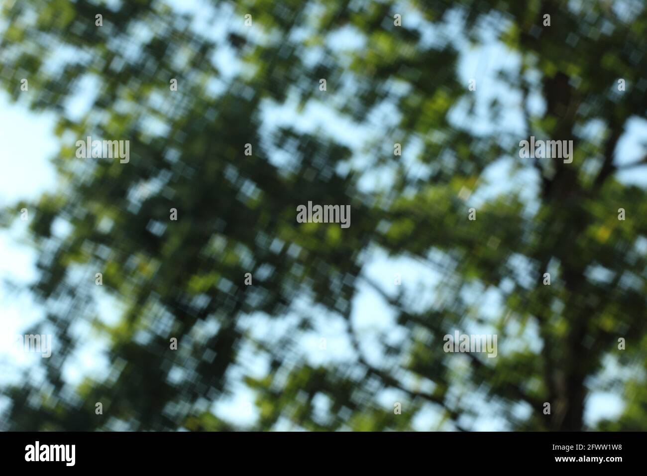 Trees with green leaves unfocused with square bokeh, taken with soviet ...
