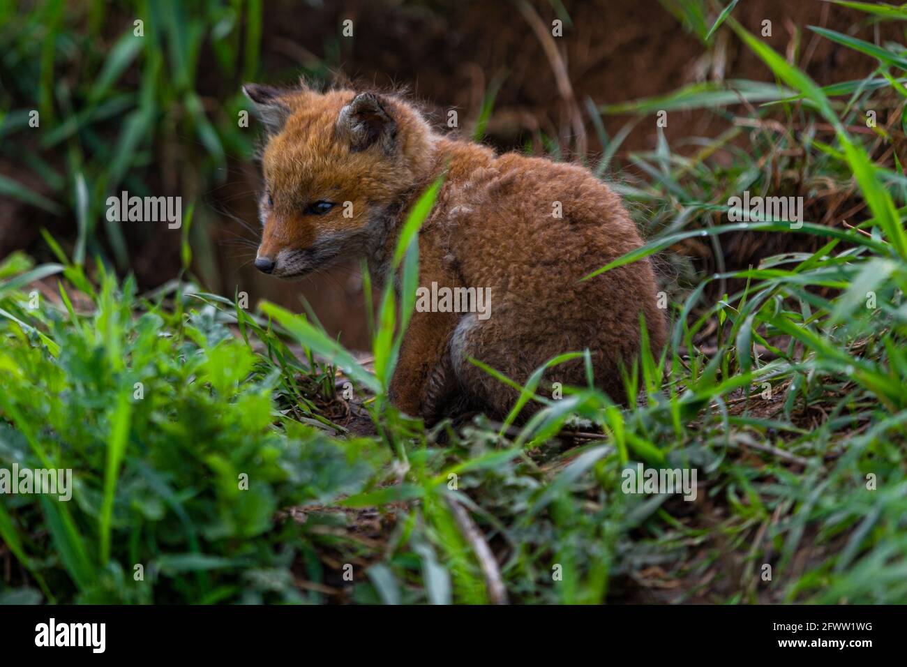 young fox (vulpes vulpes) of a few weeks old discovering the world and ...