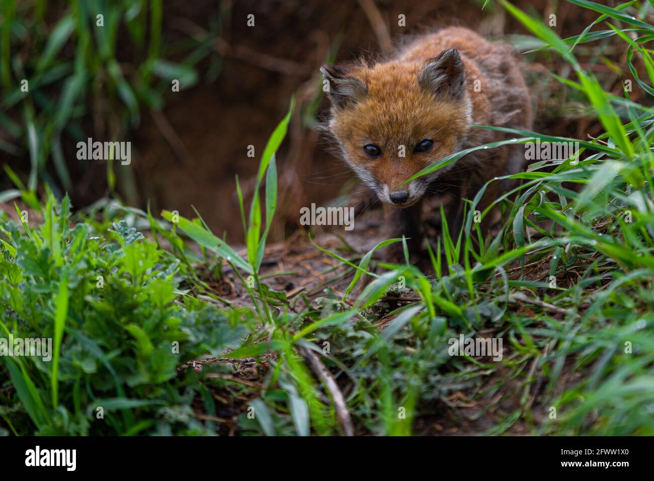 Biggest Fox In The World