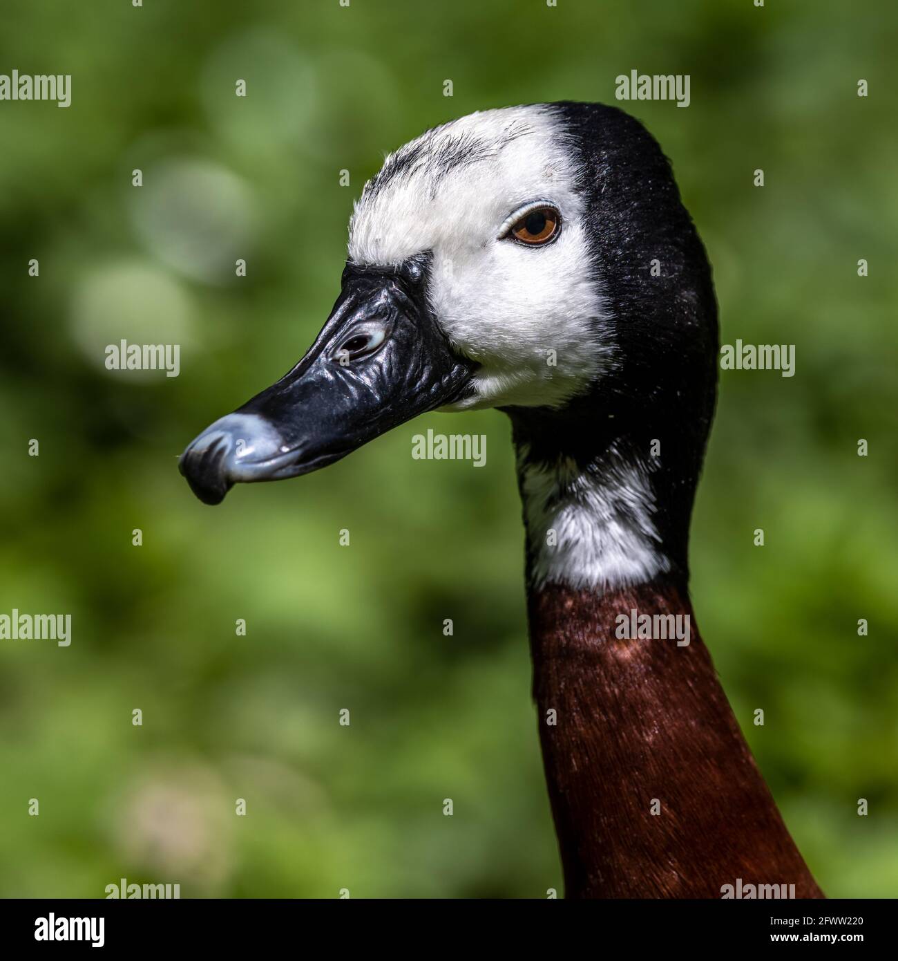 White-faced whistling duck, Dendrocygna viduata, noisy bird with a ...