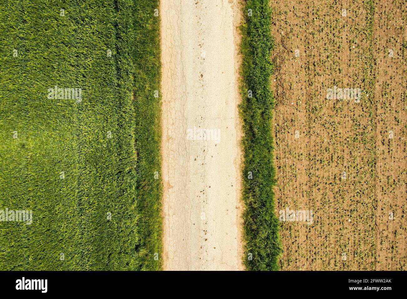 Green field in rural area. Landscape of agricultural cereal fields ...