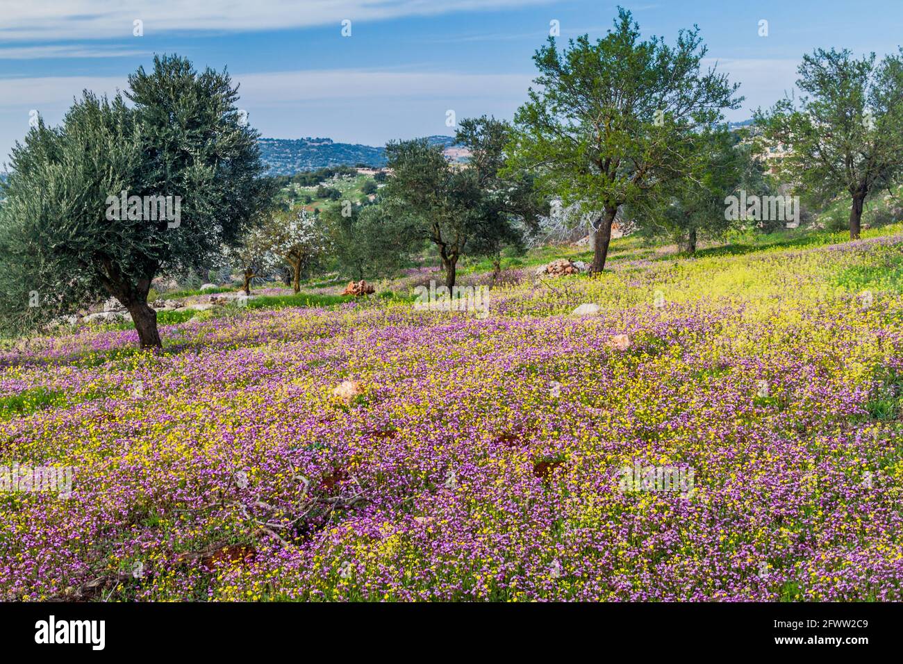 Agriculture jordan field green hi-res stock photography and images - Alamy
