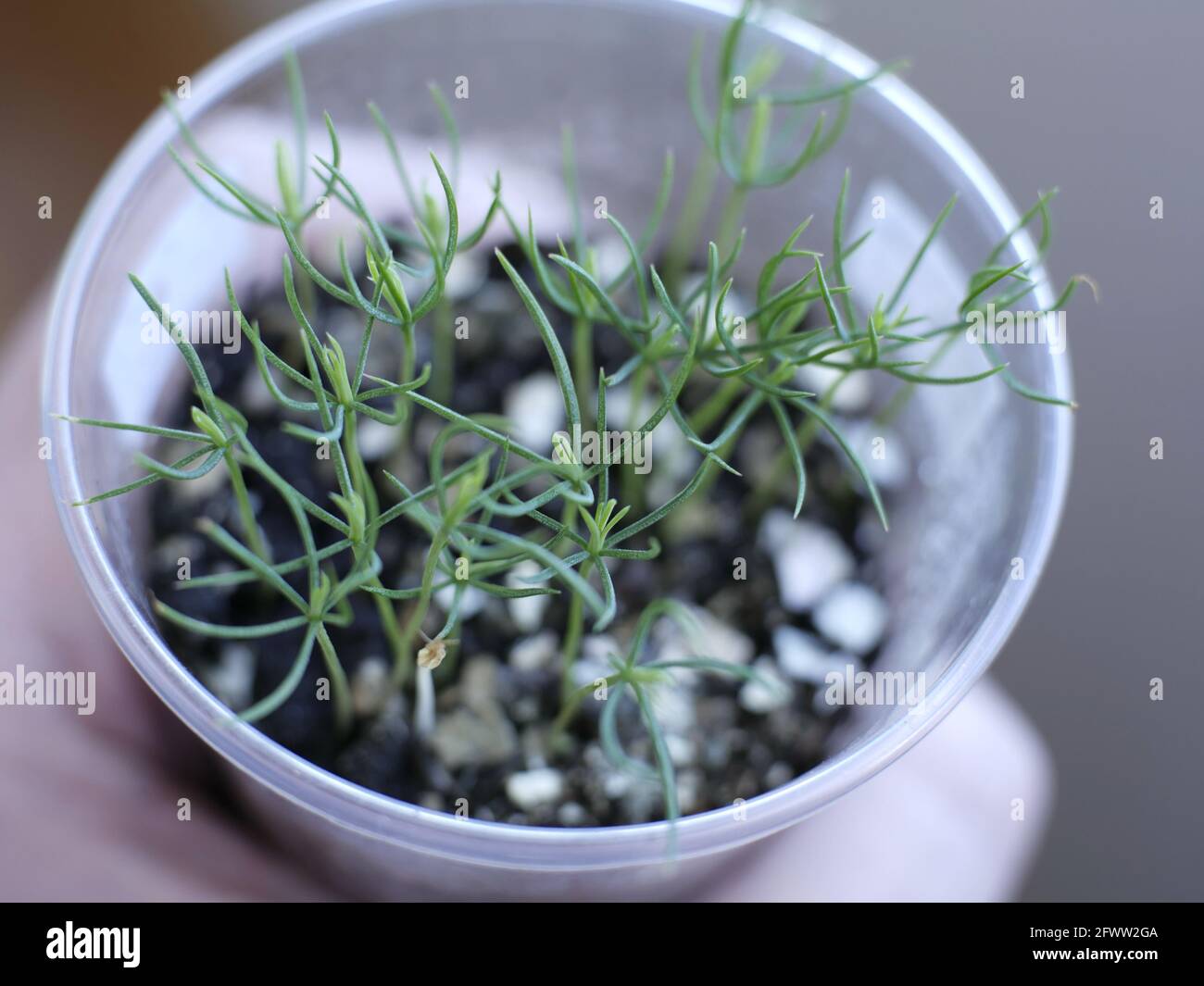 Seedling growing towards light hi-res stock photography and images - Alamy