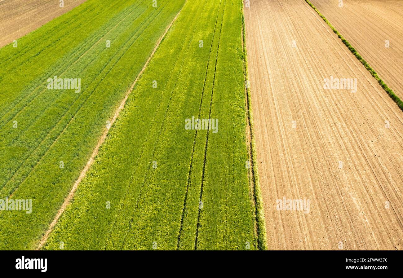 Green field in rural area. Landscape of agricultural cereal fields ...