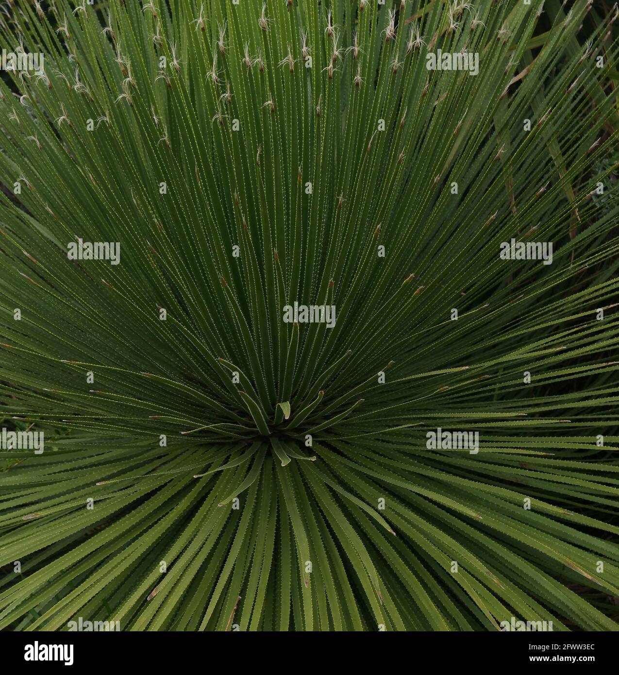 Plants With Spiky Leaves High Resolution Stock Photography and Images ...