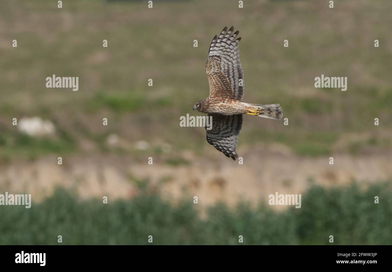 Harrier flying low hi-res stock photography and images - Alamy