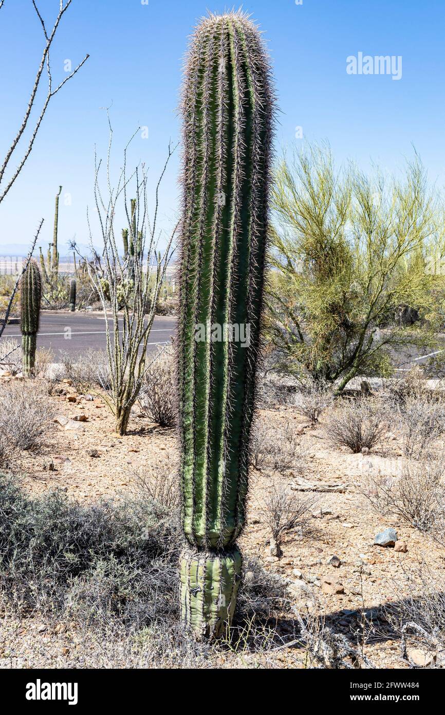 Plant life in the Sonoran Desert Stock Photo - Alamy