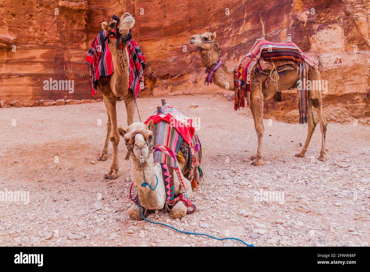 Camels in the ancient city Petra, Jordan Stock Photo - Alamy