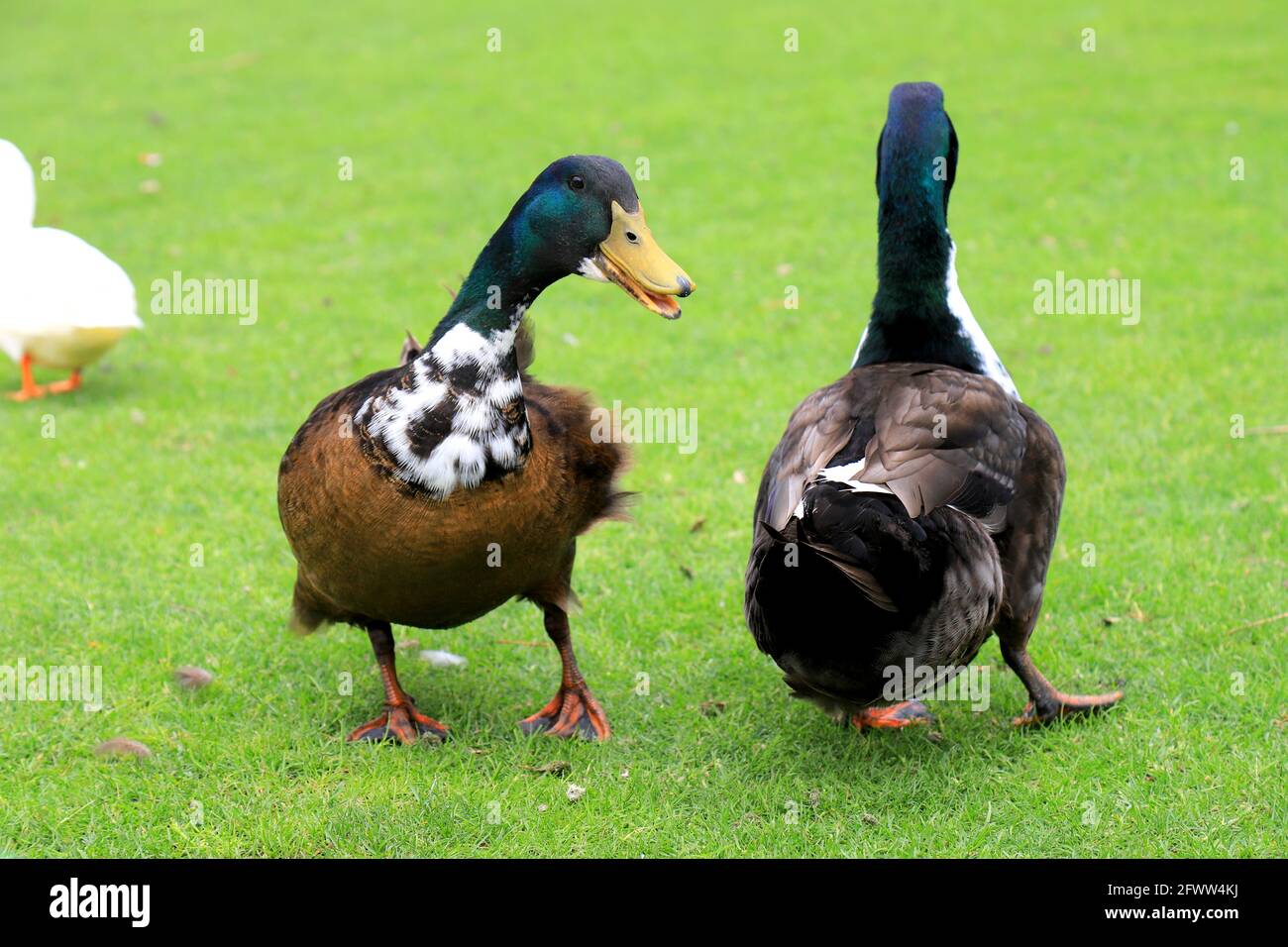 Black Farm Duck