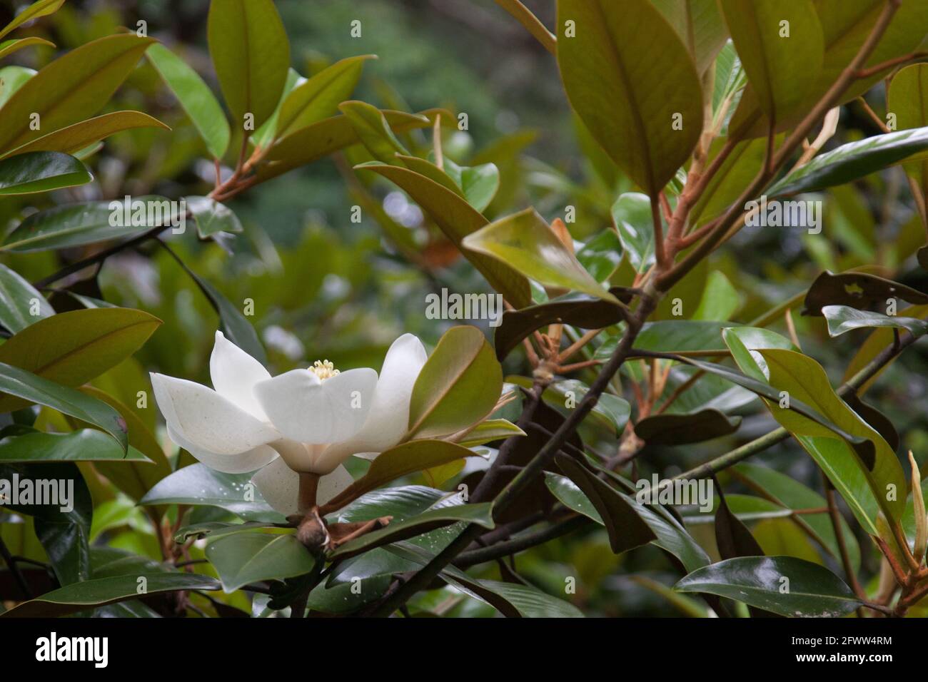 Bloom of the sweet smelling Magnolia Tree Stock Photo - Alamy