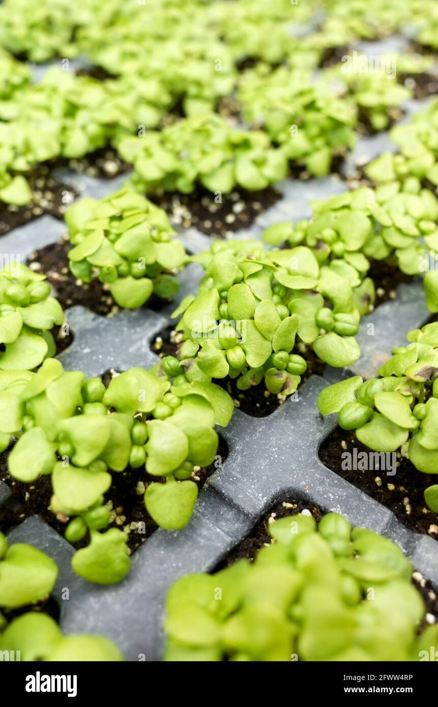 Basil seedlings hi-res stock photography and images - Alamy