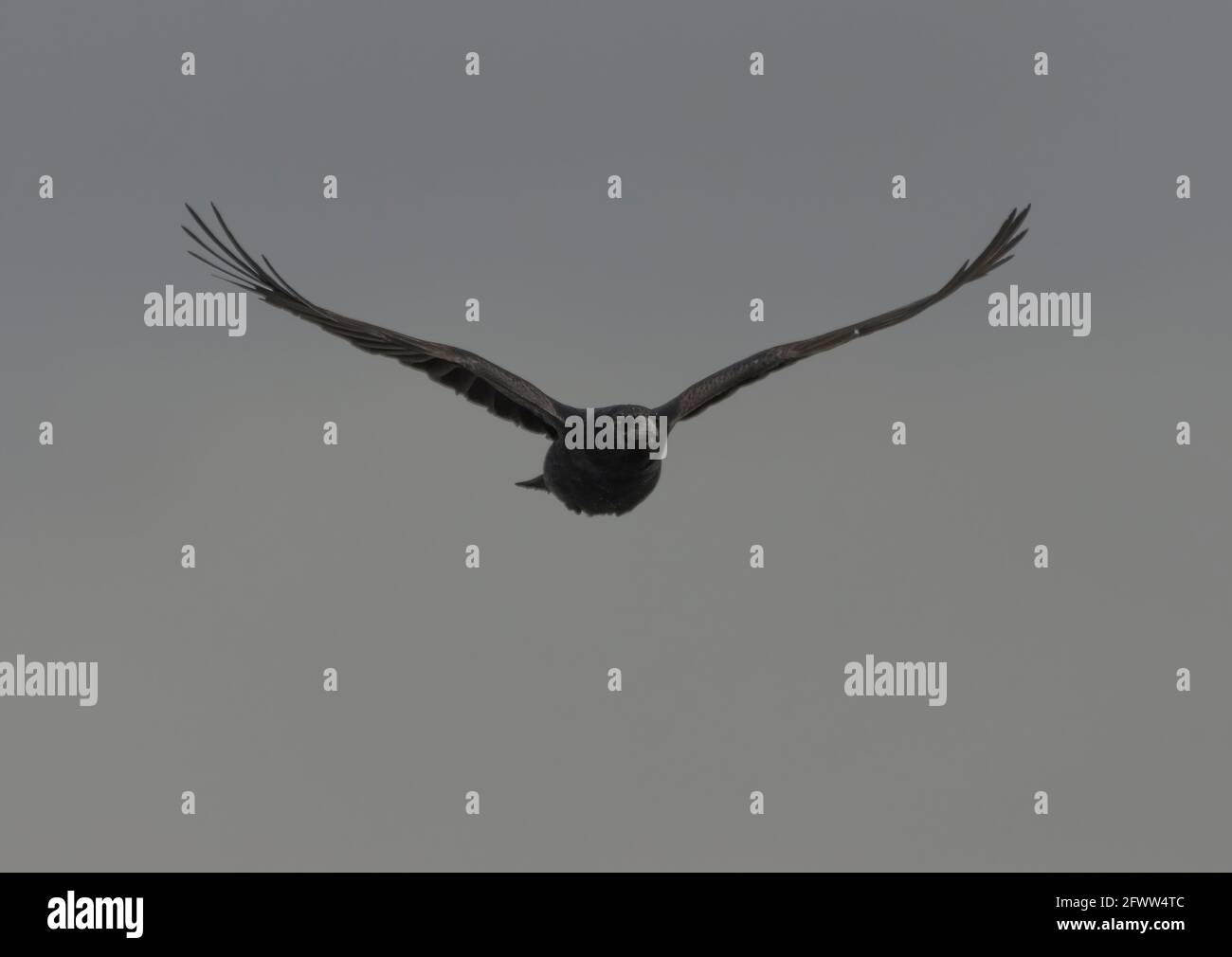 Carrion crow flying uk hi-res stock photography and images - Alamy
