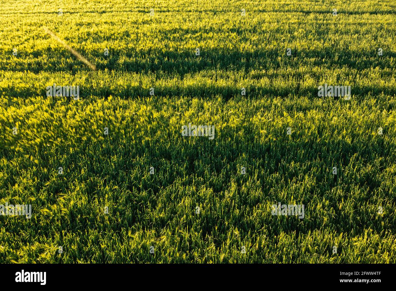 Green field in rural area. Landscape of agricultural cereal fields ...