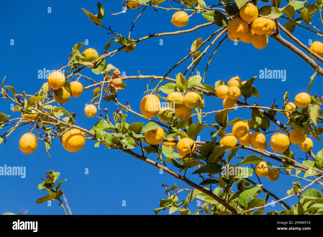 Lemon tree branch with lemons hi-res stock photography and images - Alamy