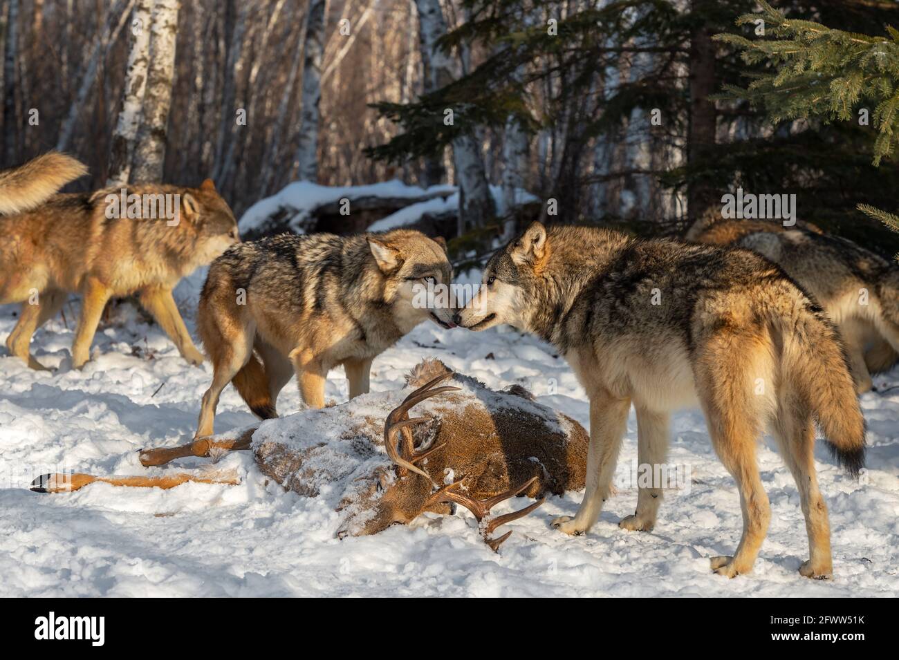 Grey Wolves (Canis lupus) Touch Noses Over Body of White-Tail Deer ...